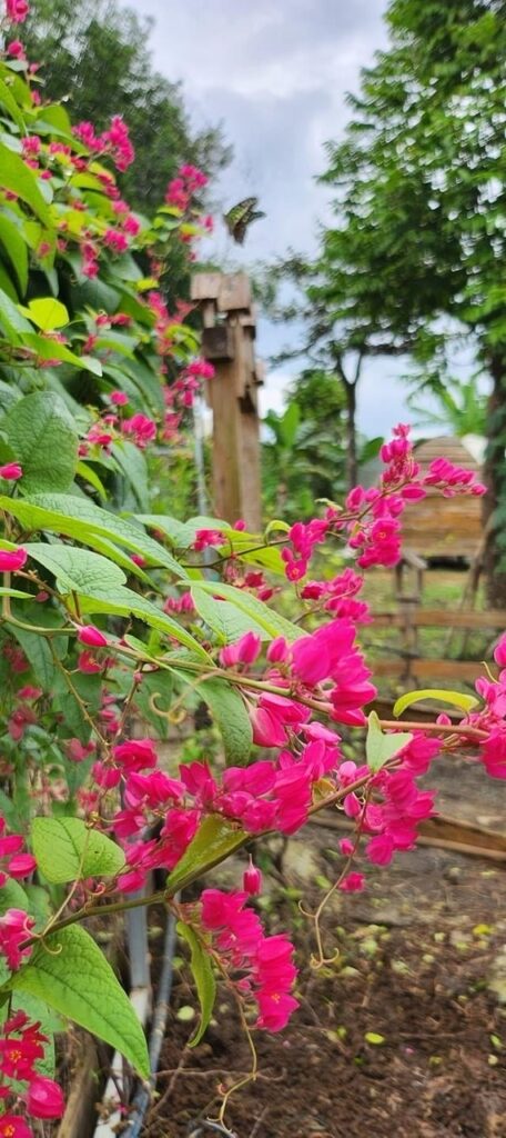 CAFE CHECK IN FARM Tour 2 | Bana Rita Farm