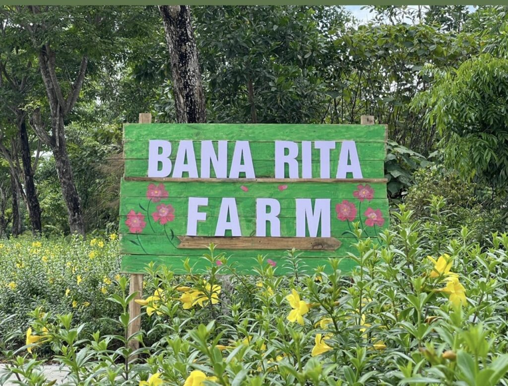 CAFE CHECK IN FARM Tour 2 | Bana Rita Farm